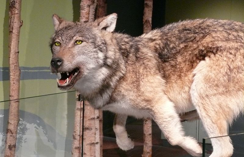 Besuch im Wolfcenter | Gymnasium Lehrte